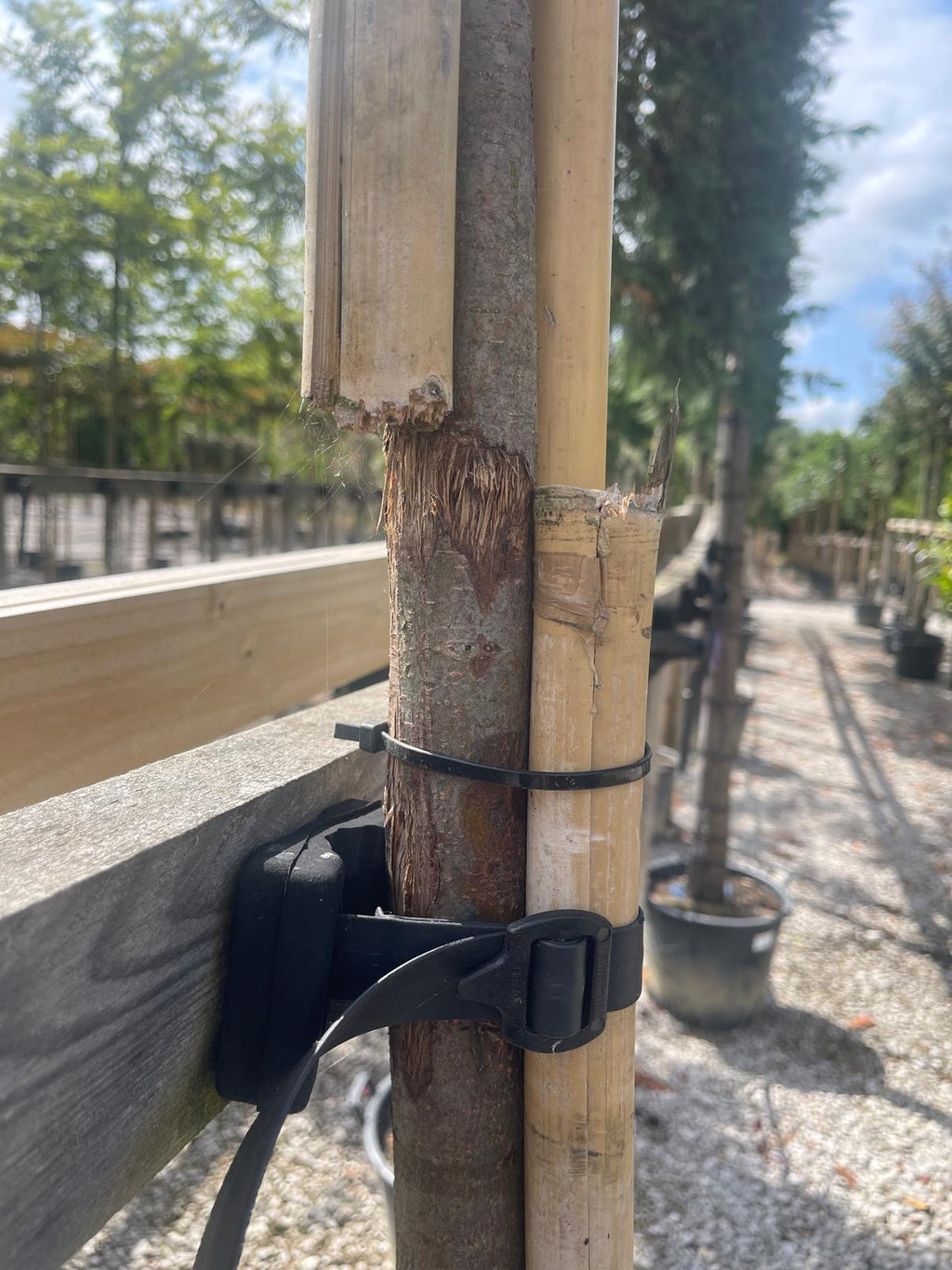 Photinia Red Robin Pleached - Established Full Frames — Grasslands Nursery