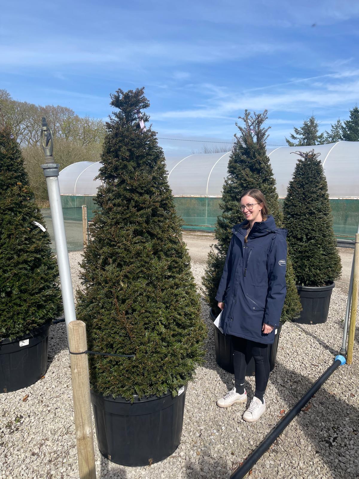 Yew Cone - Taxus Baccata 175/200cm 230 Litre Pot — Grasslands Nursery