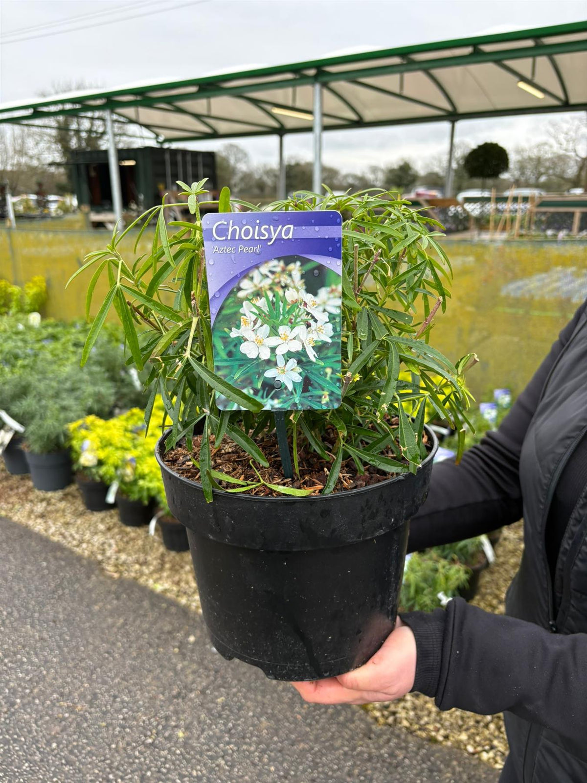 Choisya ternata Aztec Pearl 5 Litre Pot — Grasslands Nursery