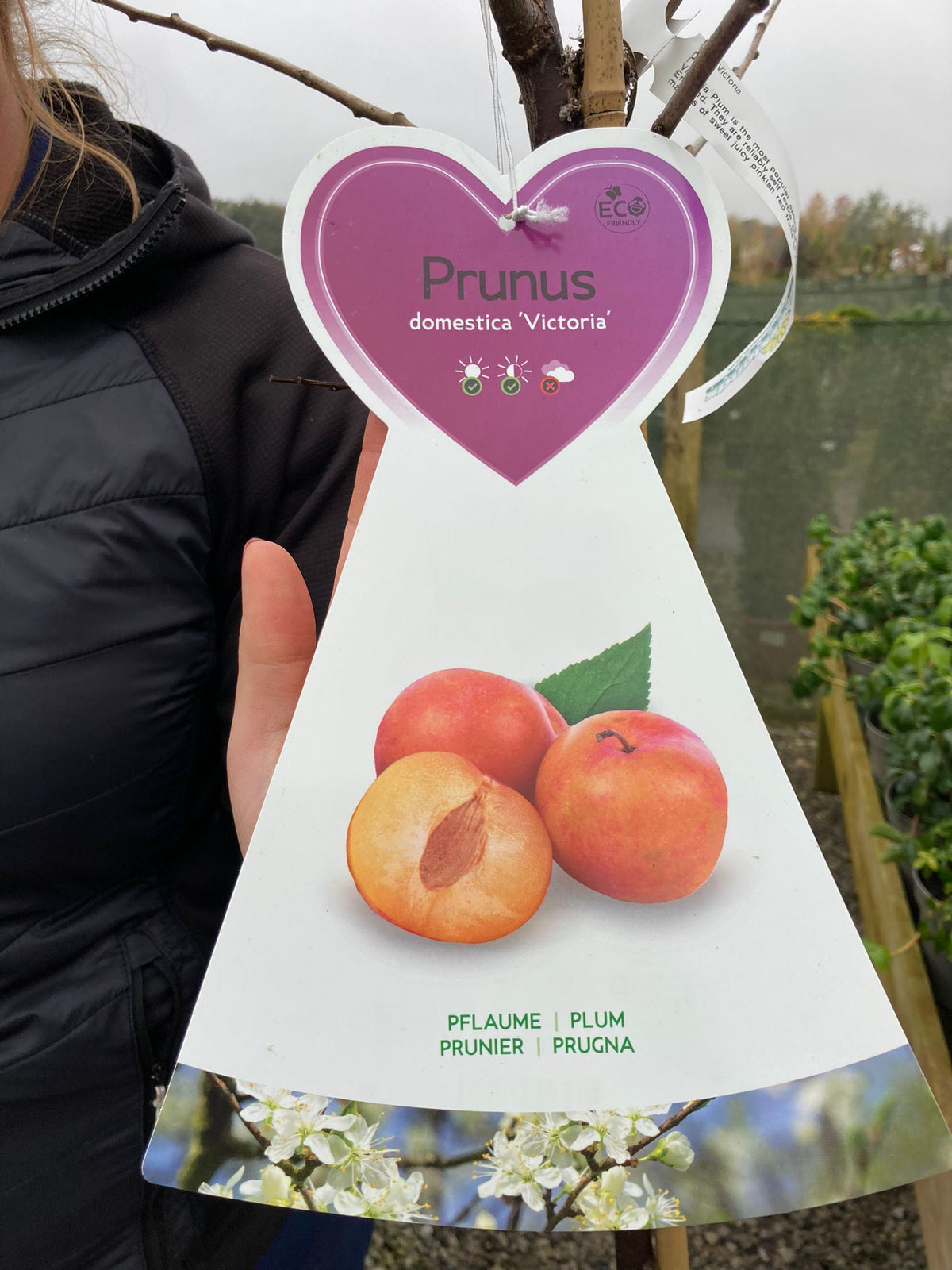 Plum Prunus Dom. Victoria 7.5 Litre Pot Half Standard — Grasslands Nursery