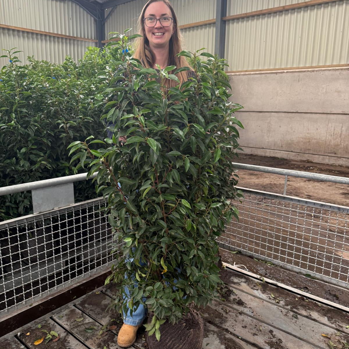 Pallet Deal Portuguese Laurel Hedging 120/140cm Root Ball x 20 Decembe ...