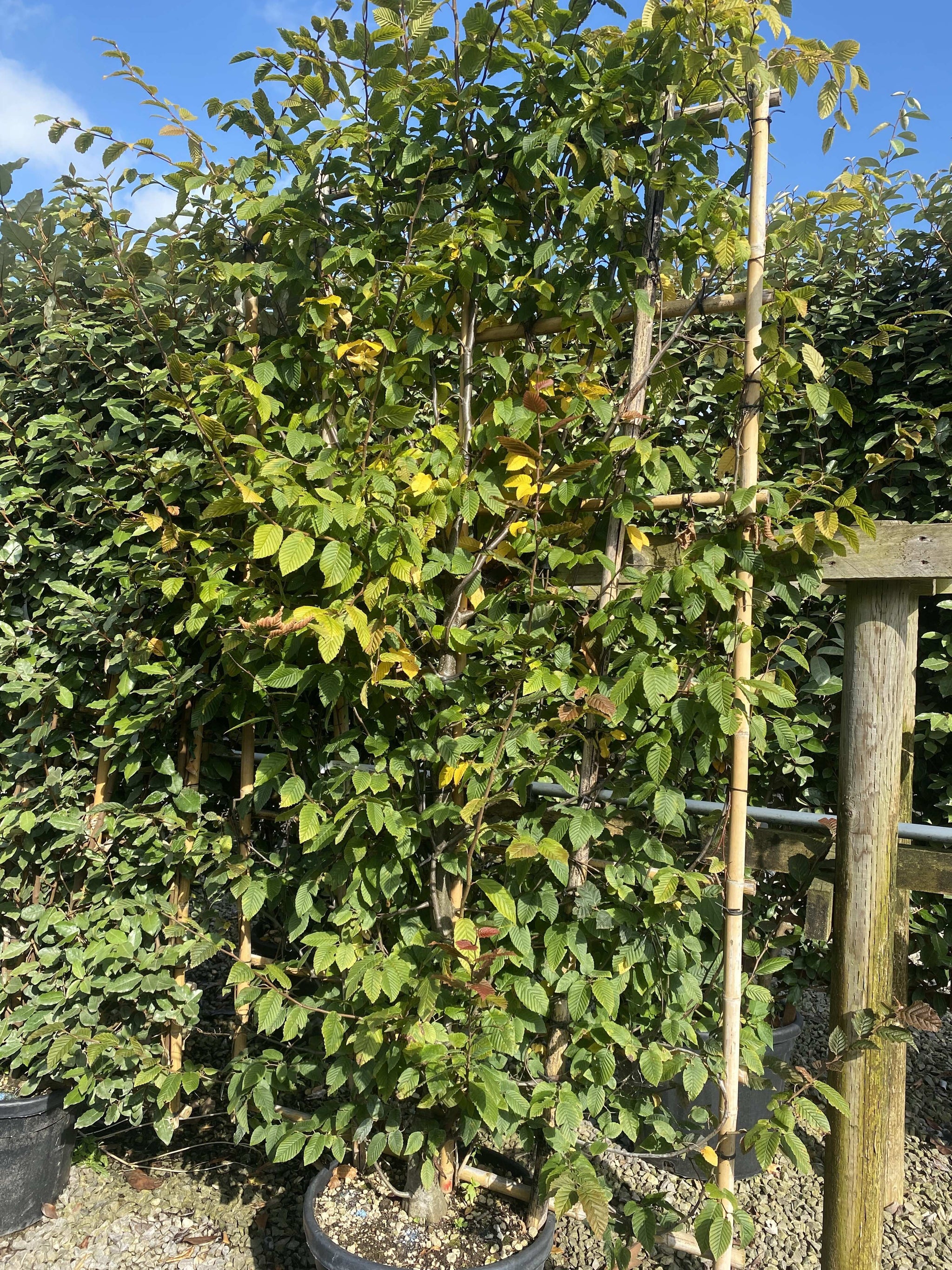 Hornbeam / Carpinus pleached tree — Grasslands Nursery