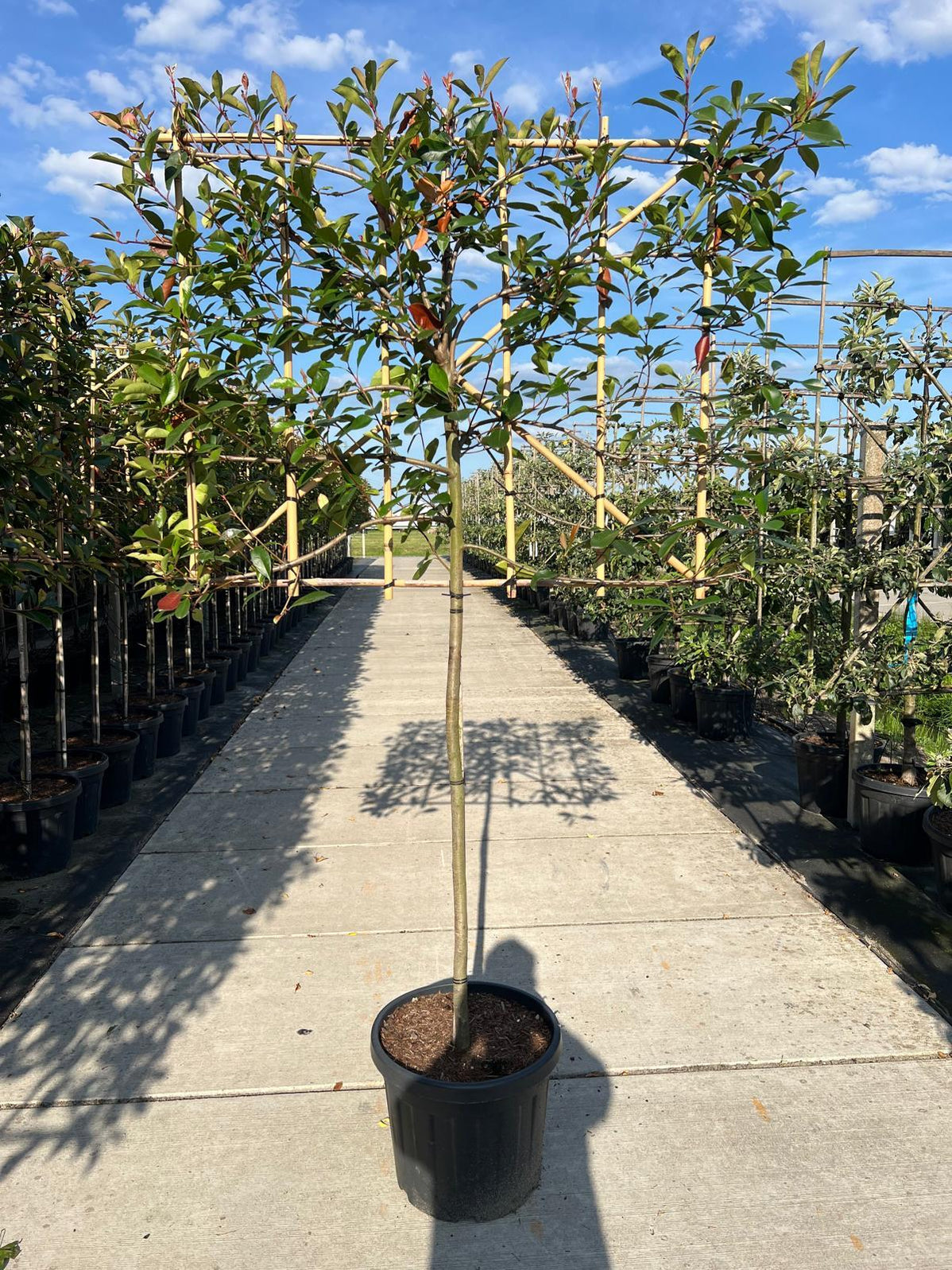 Pleached Photinia Trees (Red Robin) | Established Full Frames ...