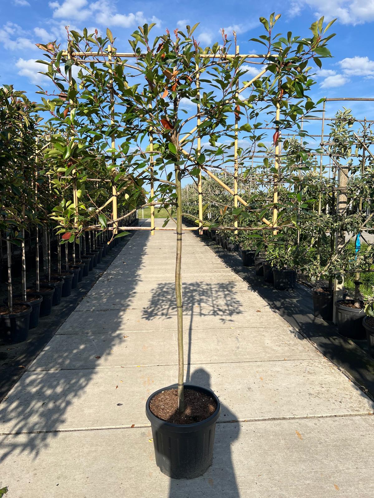 Photinia Red Robin Pleached Standard 8/10 cm G, 150cm St 100cm H x120c ...