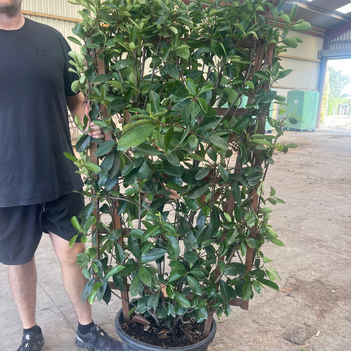 Photinia Red Robin Pleached Living Hedge Panel 35 Litre Pot 120x70cm ...