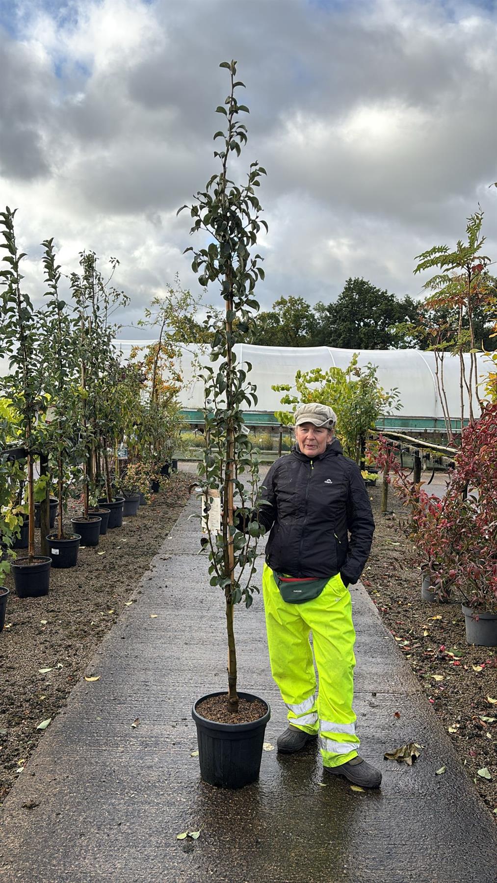 Pear Doyenné du Comice 18 Litre Pot 200/250cm — Grasslands Nursery