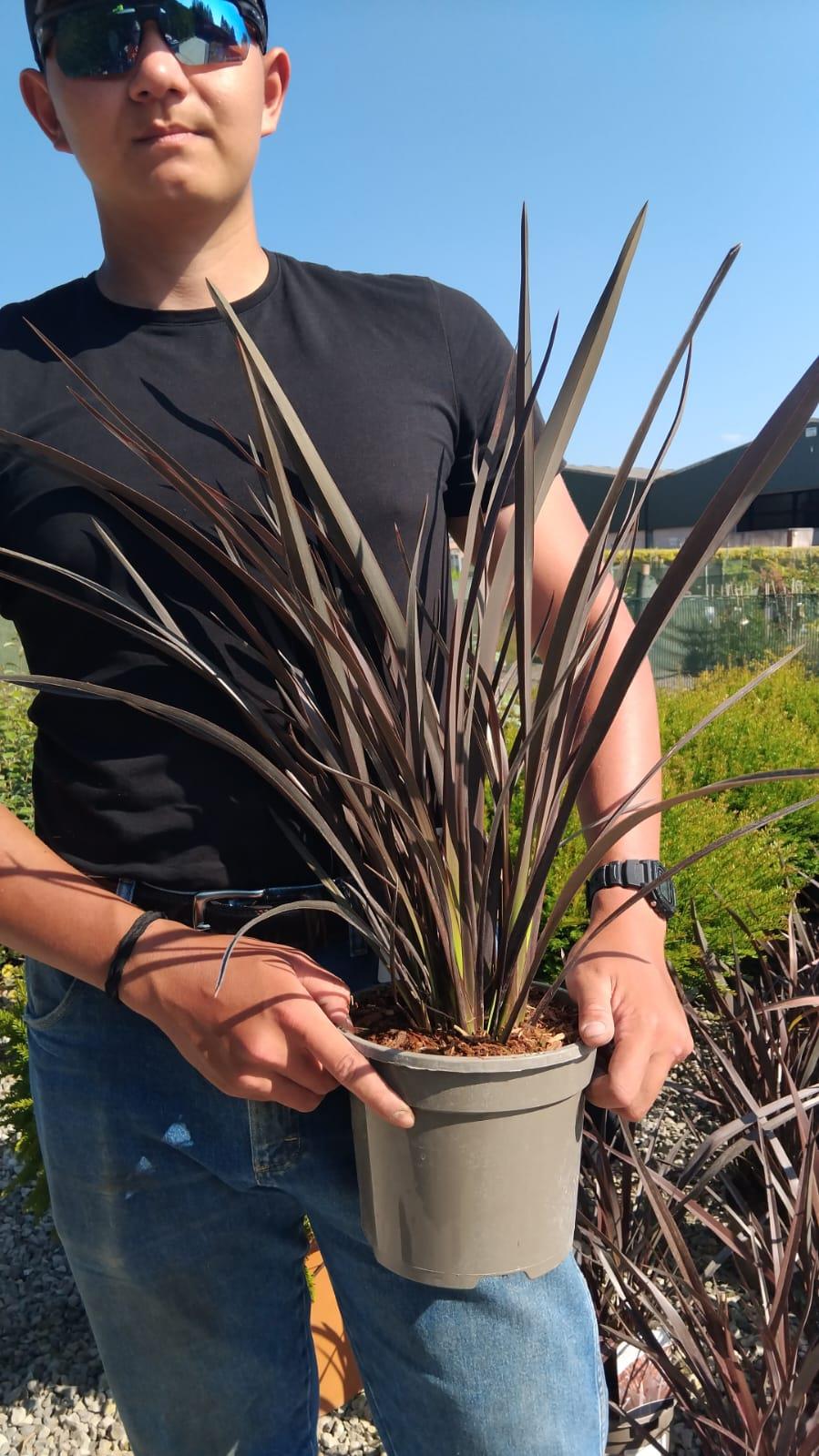 Phormium Platts Black 5 Litre Pot — Grasslands Nursery