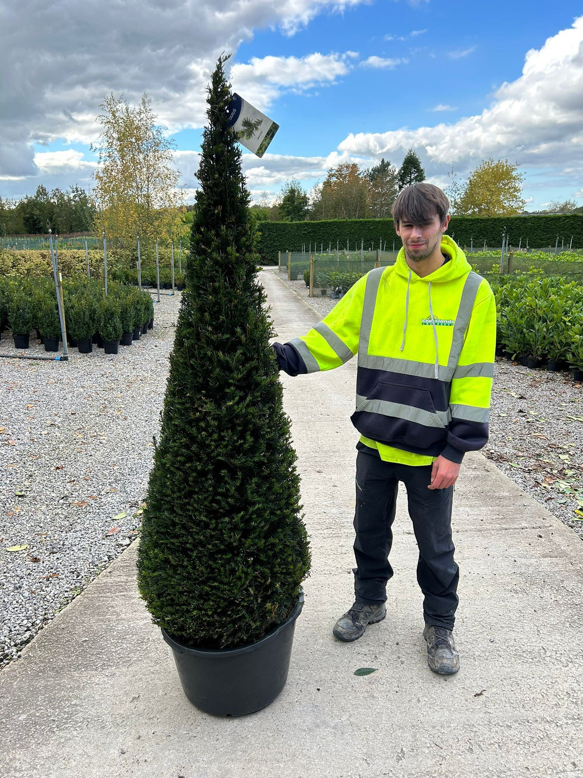 Yew Cone - Taxus Baccata 32 Litre Pot 150-175cm — Grasslands Nursery
