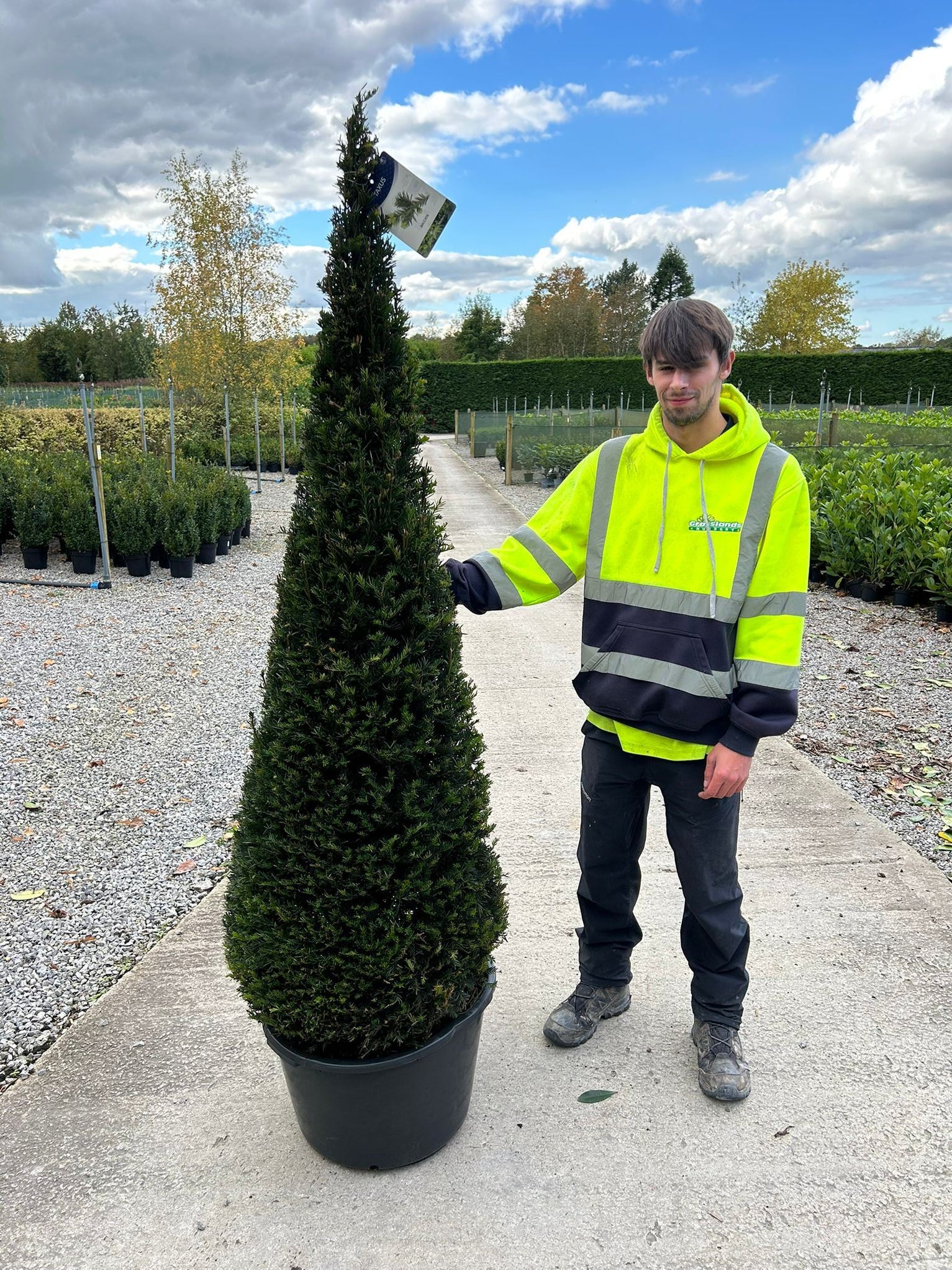 Yew Cone - Taxus Baccata 32 Litre Pot 150-175cm — Grasslands Nursery