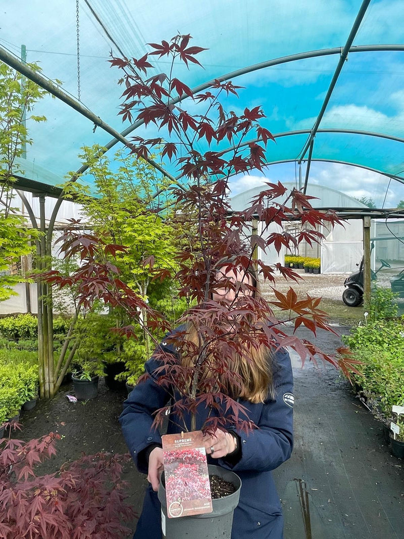 Acer palmatum Atropurpurea 4 Litre Pot 40/60cm Tall — Grasslands Nursery