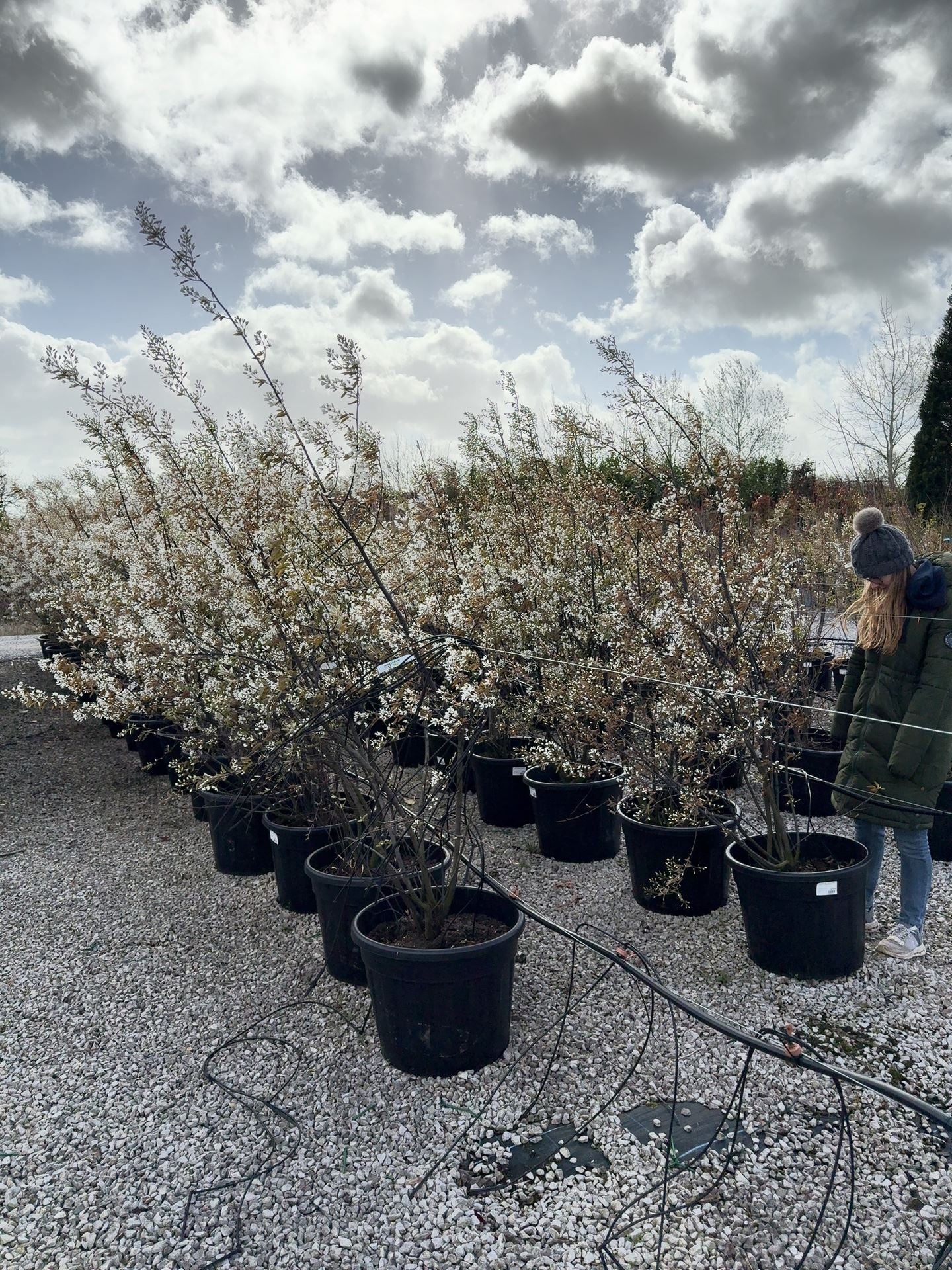 Amelanchier Lamarckii Multi Stem 175/200cm — Grasslands Nursery