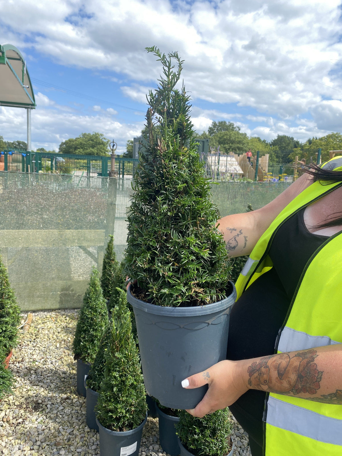 Yew Cone 5 Litre Pot 40-50cm — Grasslands Nursery