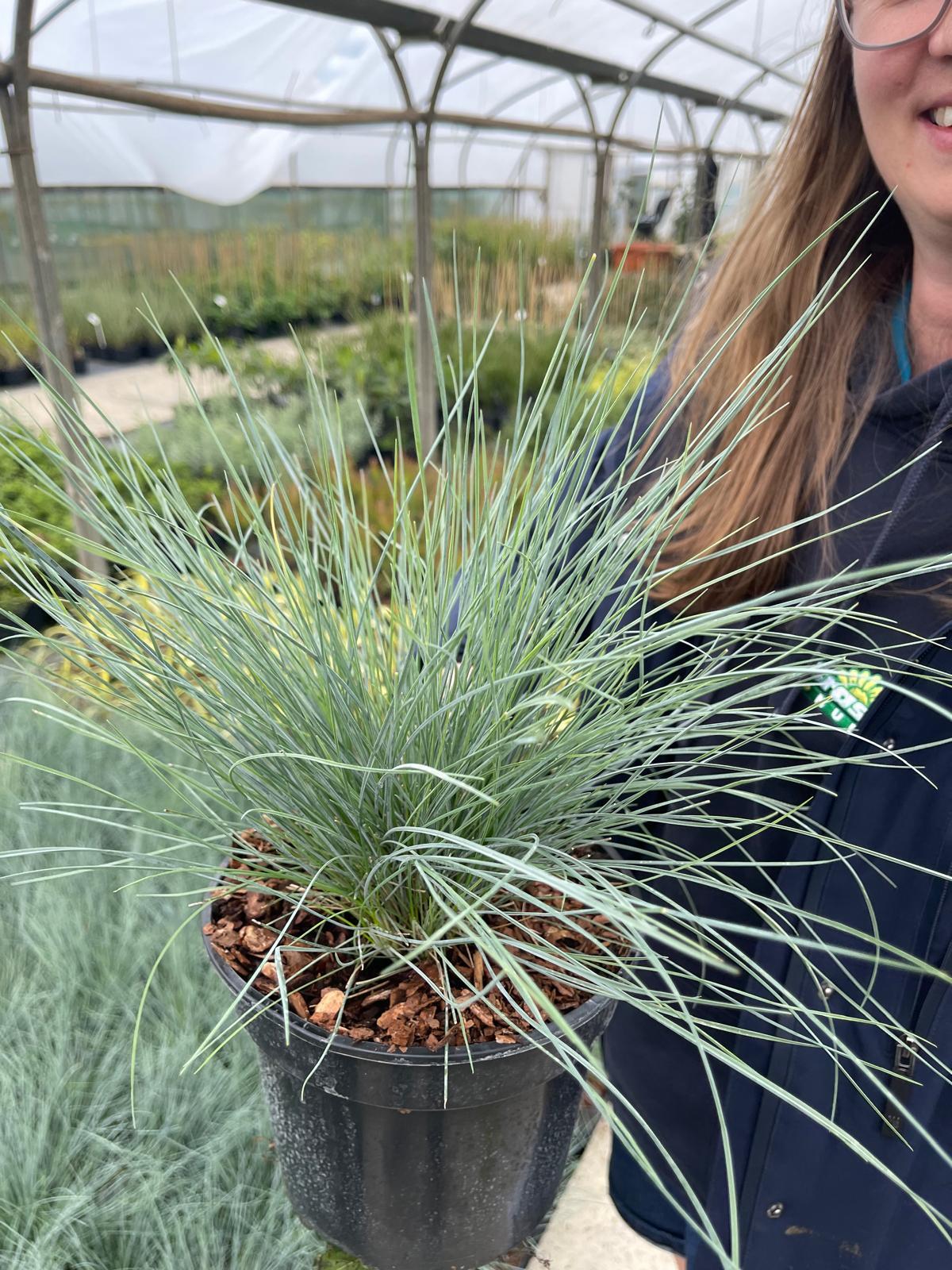 Festuca Glauca Intense Blue 3 Litre Pot — Grasslands Nursery