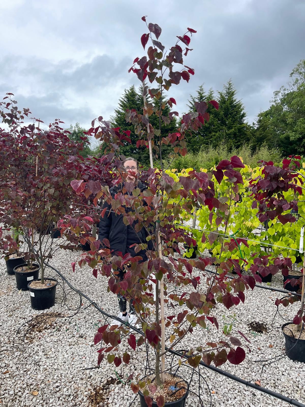 Cercis canadensis Red Force 15 Litre Pot — Grasslands Nursery