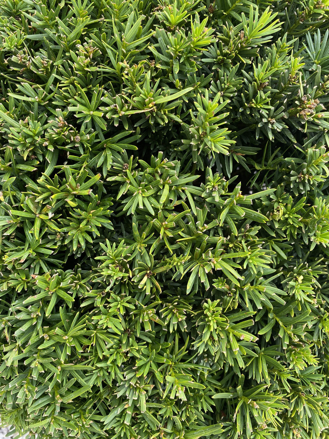 Yew Or Taxus Baccata Ball 70/75cm Root Ball — Grasslands Nursery