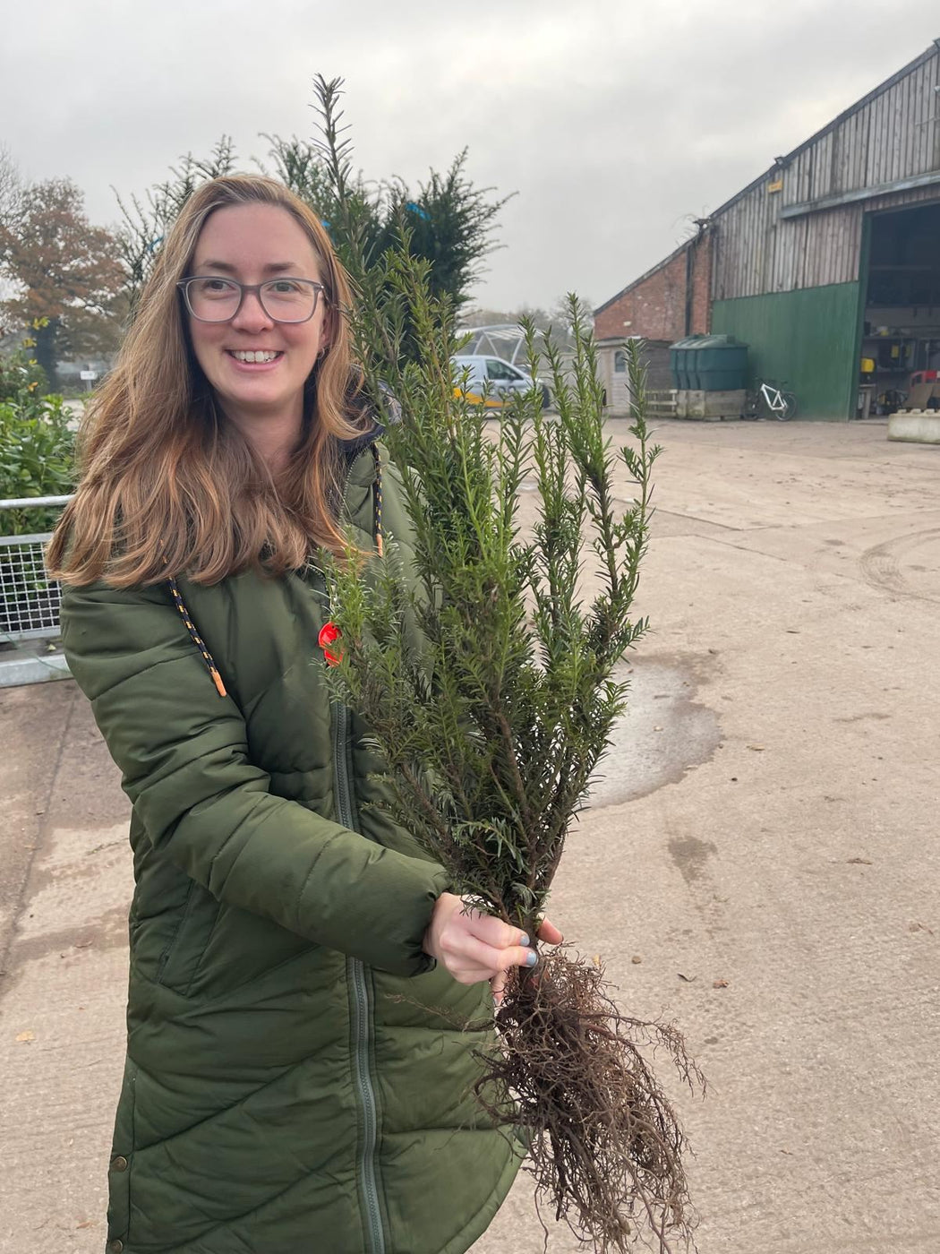 Big Deal Yew Hedging Bare Root 40/60cm x 200 November Delivery ...