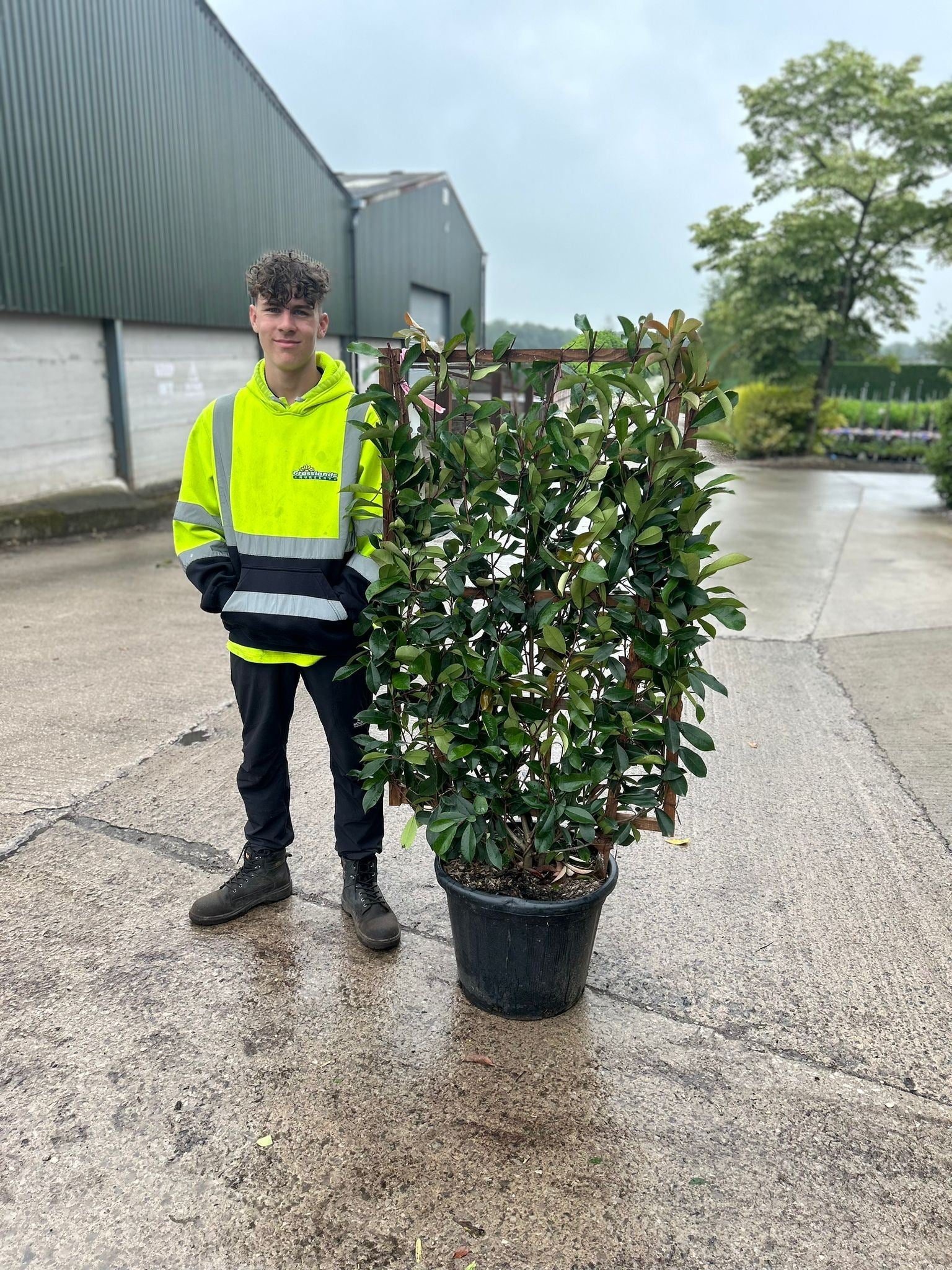Photinia Red Robin Pleached - Established Full Frames — Grasslands Nursery