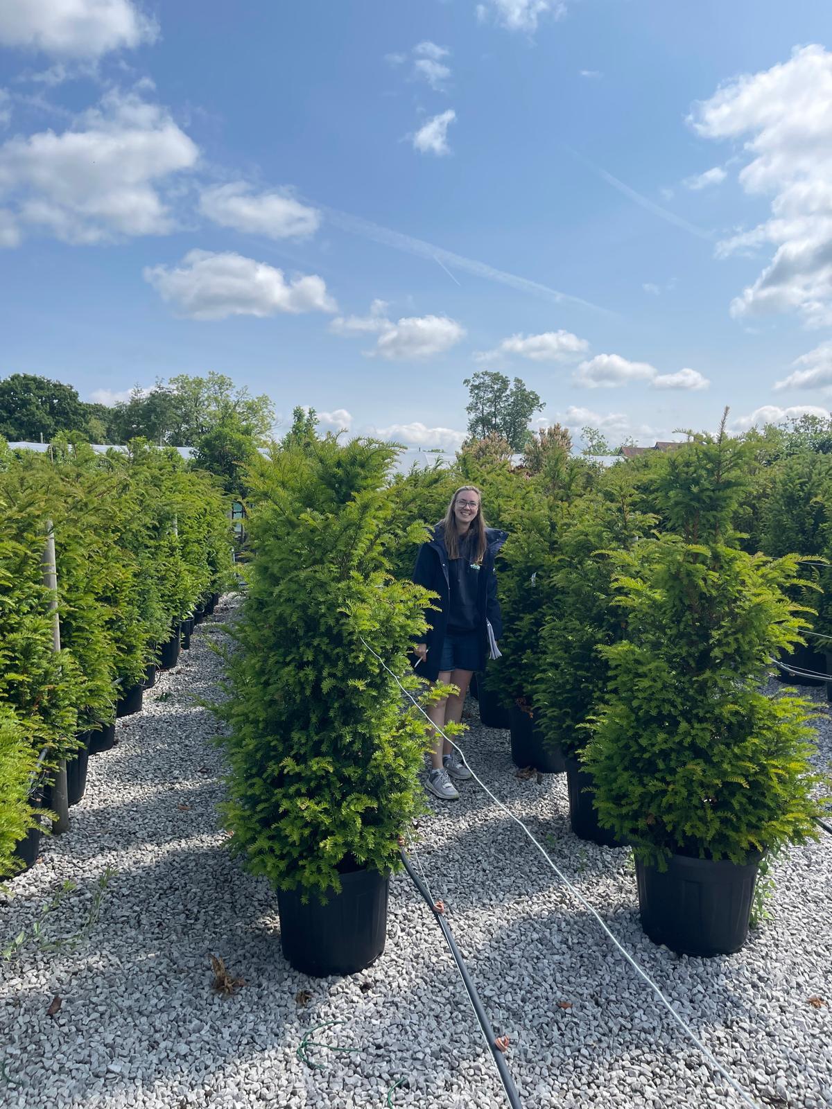 Yew Hedging 140/150cm Extra Wide 55 Litre Pot — Grasslands Nursery