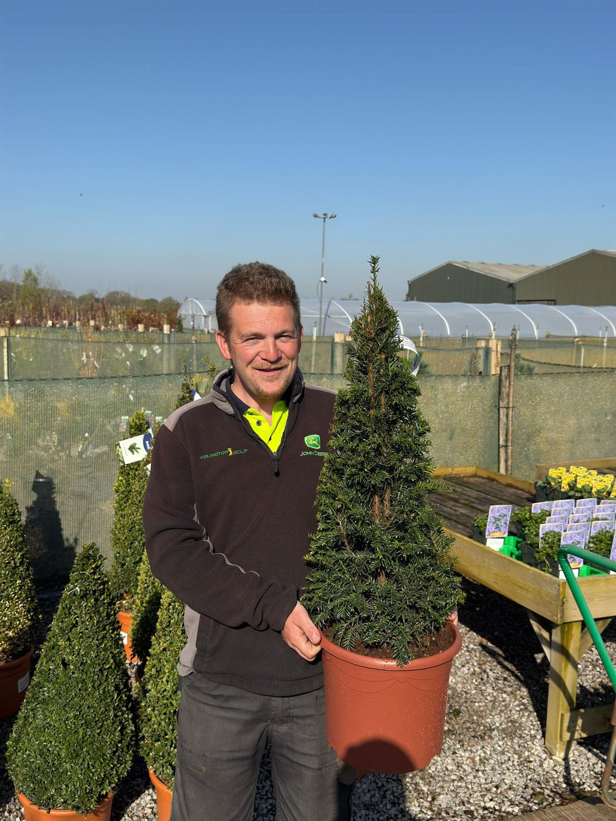 Yew Taxus Baccata Cone 60/70cm 10 Litre Pot — Grasslands Nursery