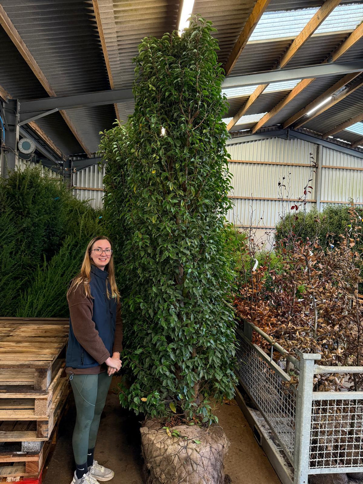 Portuguese Laurel Instant Hedging 275/300cm Root Ball — Grasslands Nursery