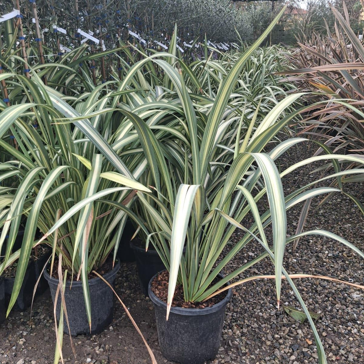 Phormium Tenax Golden Ray 15 Litre Pot — Grasslands Nursery