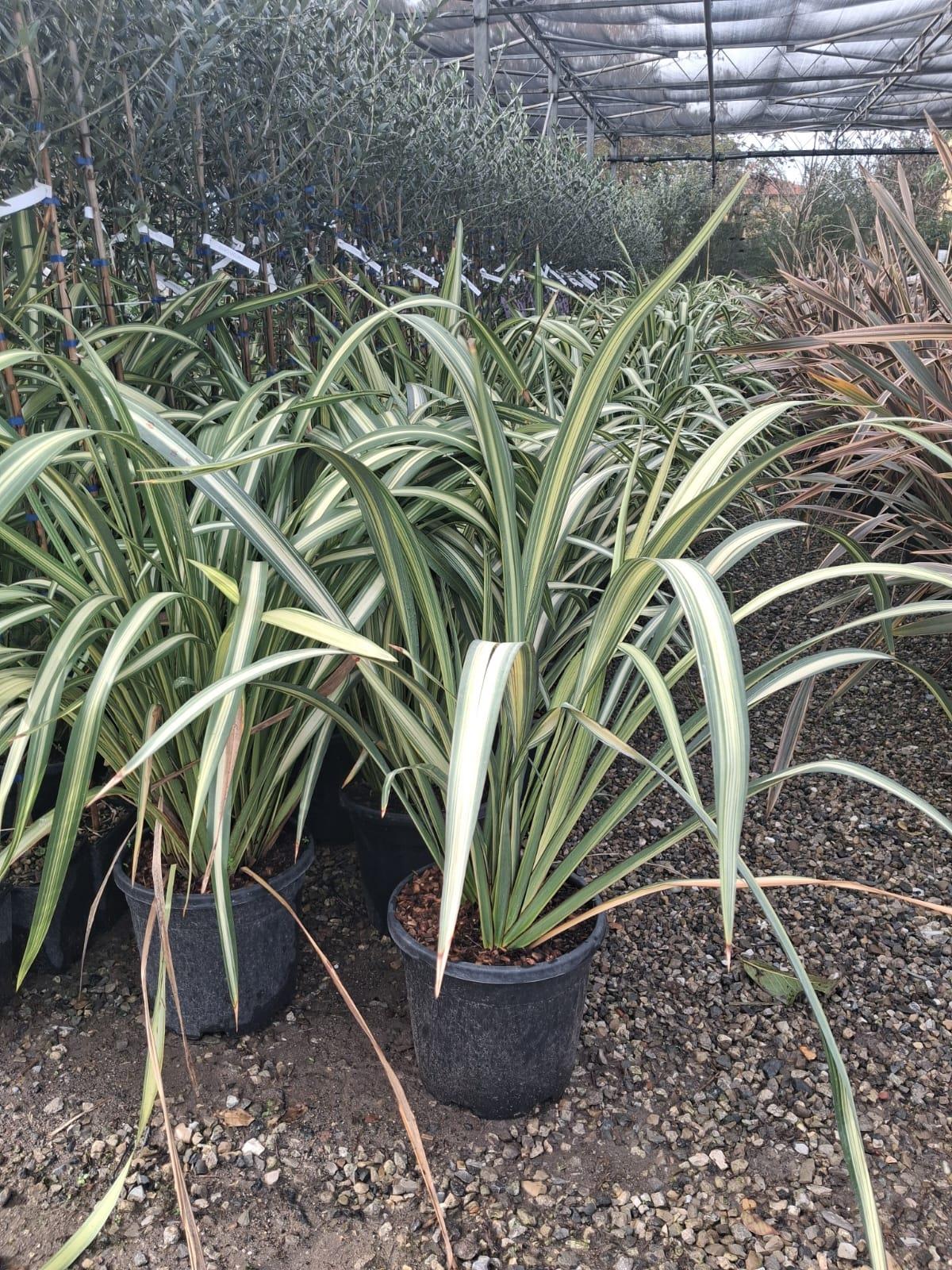 Phormium Tenax Golden Ray 15 Litre Pot — Grasslands Nursery