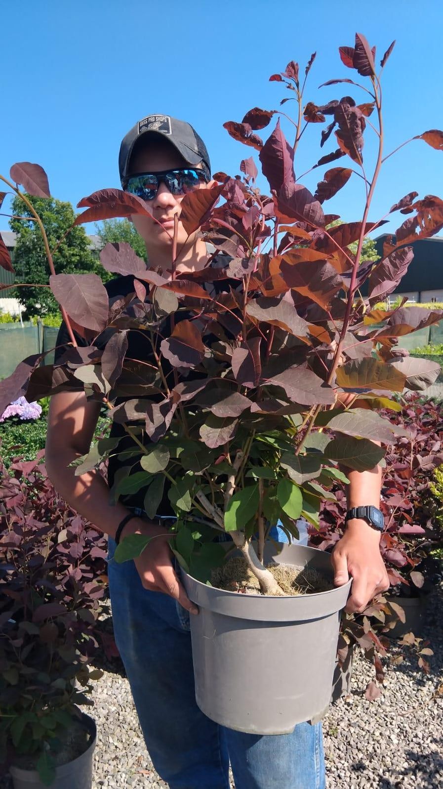 Cotinus Grace 10 Litre Pot — Grasslands Nursery
