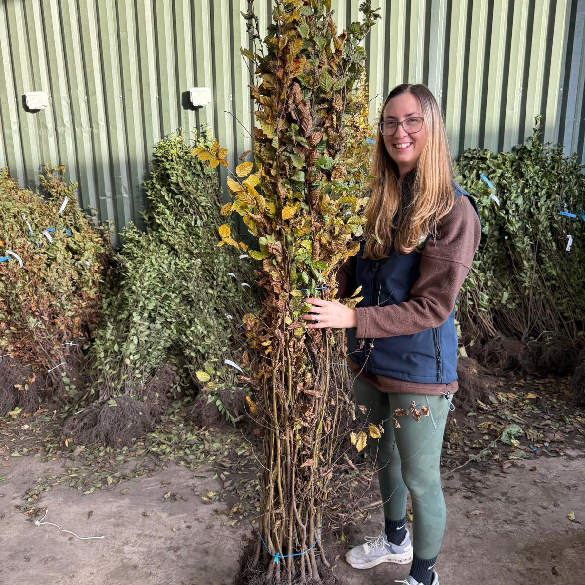 Hornbeam Hedging 150/175cm Bare Root Delivery Jan/Feb — Grasslands Nursery