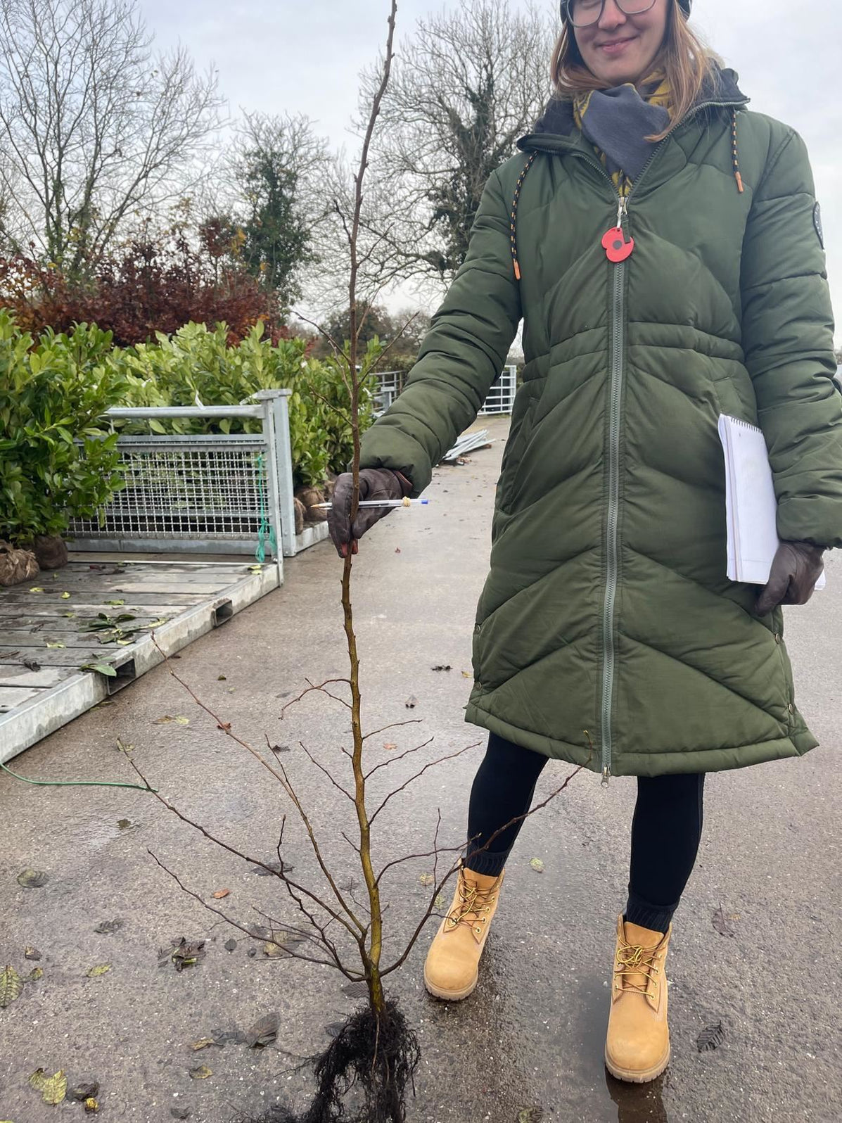 Hornbeam Hedging 125/150cm Bare Root Delivery Feb/Mar — Grasslands Nursery