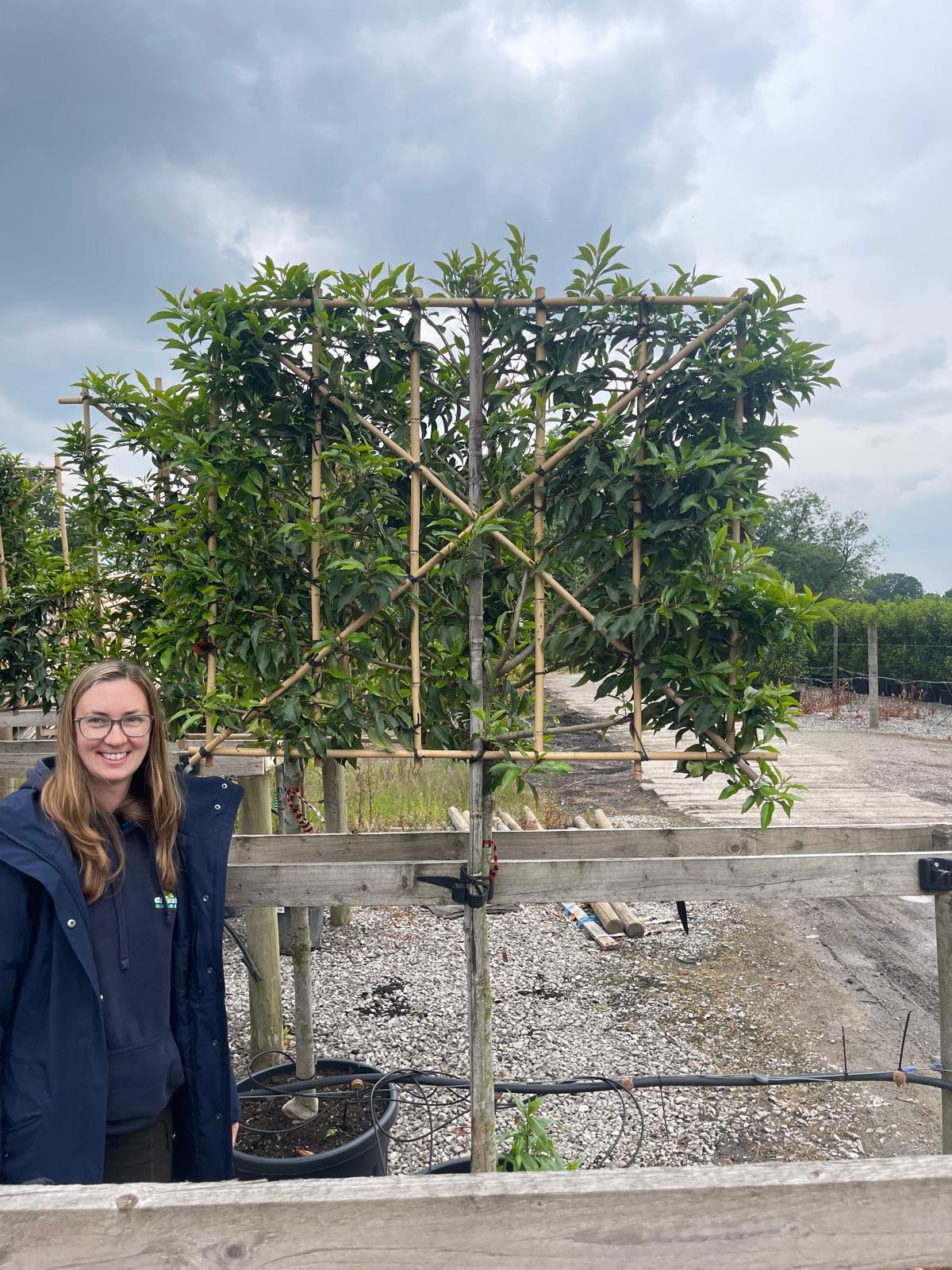 Prunus Lus. Angustifolia Pleached, Stem 110cm, 100cm H x 120cm W 10/12 ...