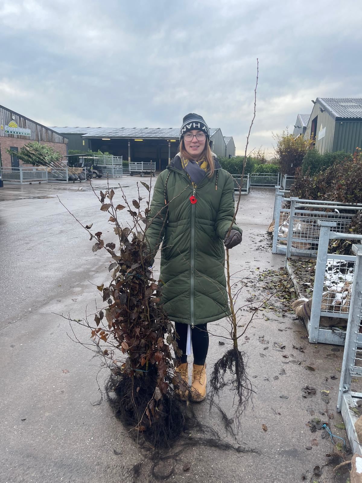 Hornbeam Hedging 125/150cm Bare Root Delivery Jan/Feb — Grasslands Nursery