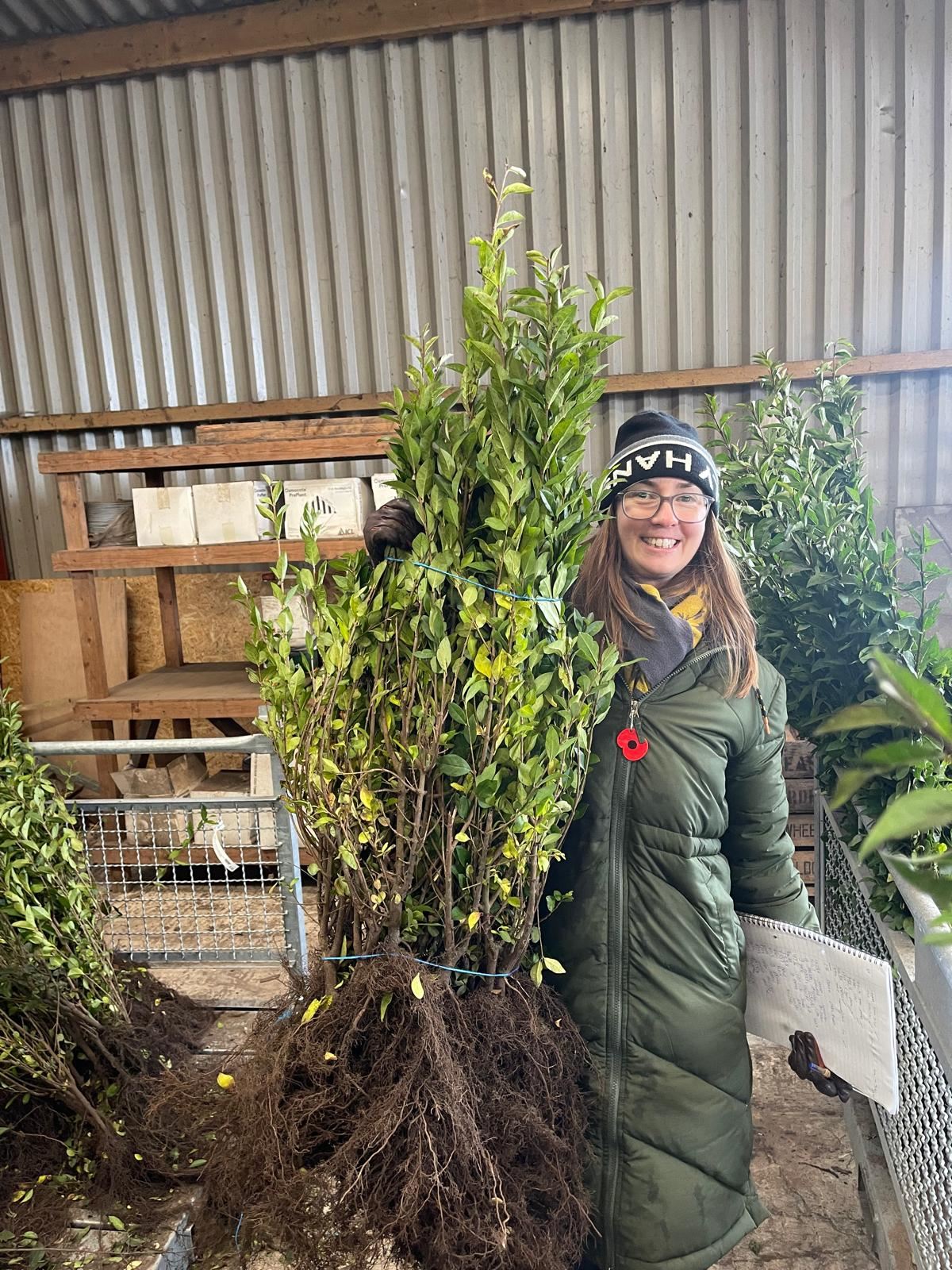 Big Deal Green Privet Bare Root 60-80cm x 200 Delivery November ...