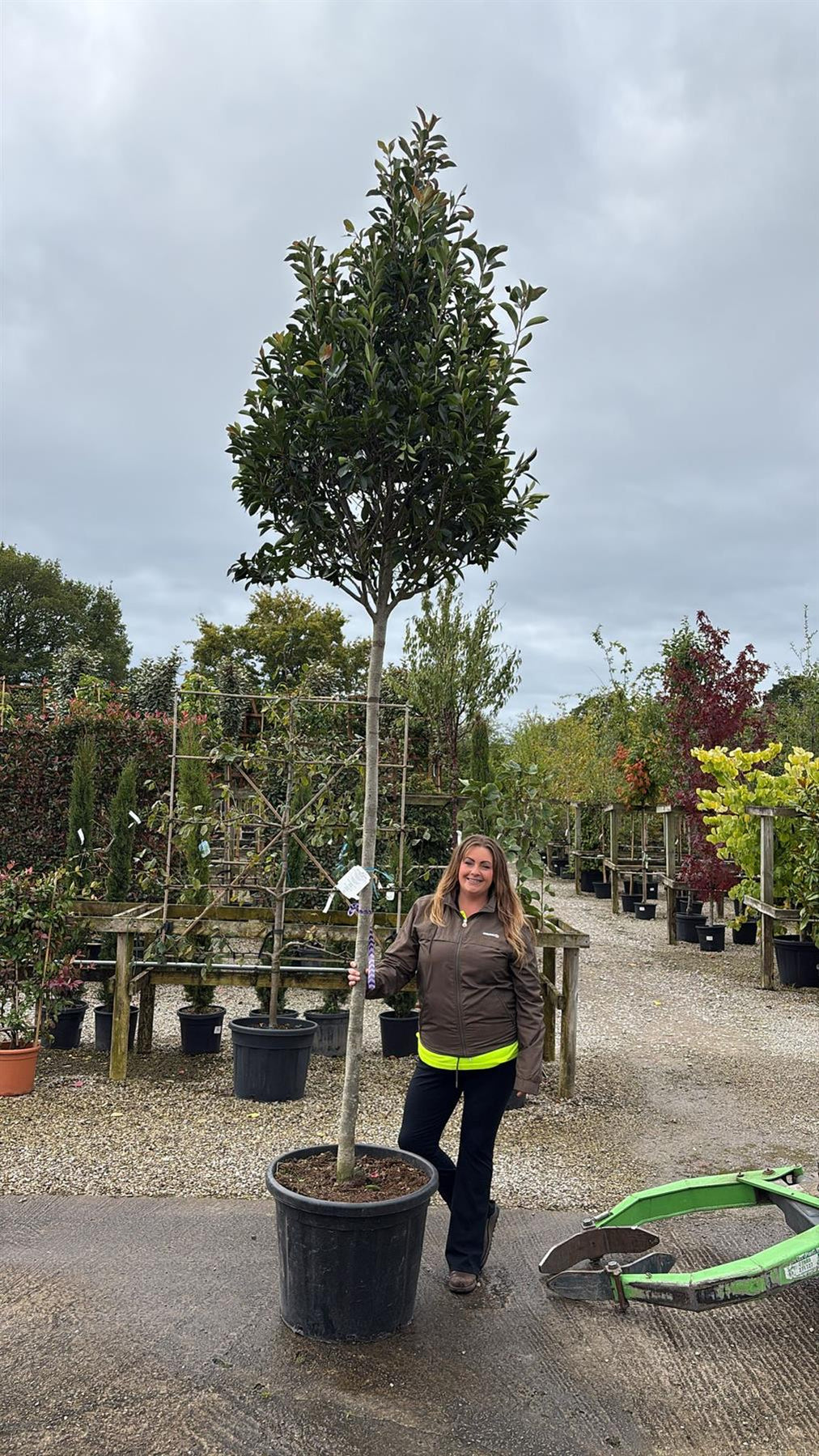 Photinia Red Robin Standard 14/16cm Girth 200 Stem — Grasslands Nursery