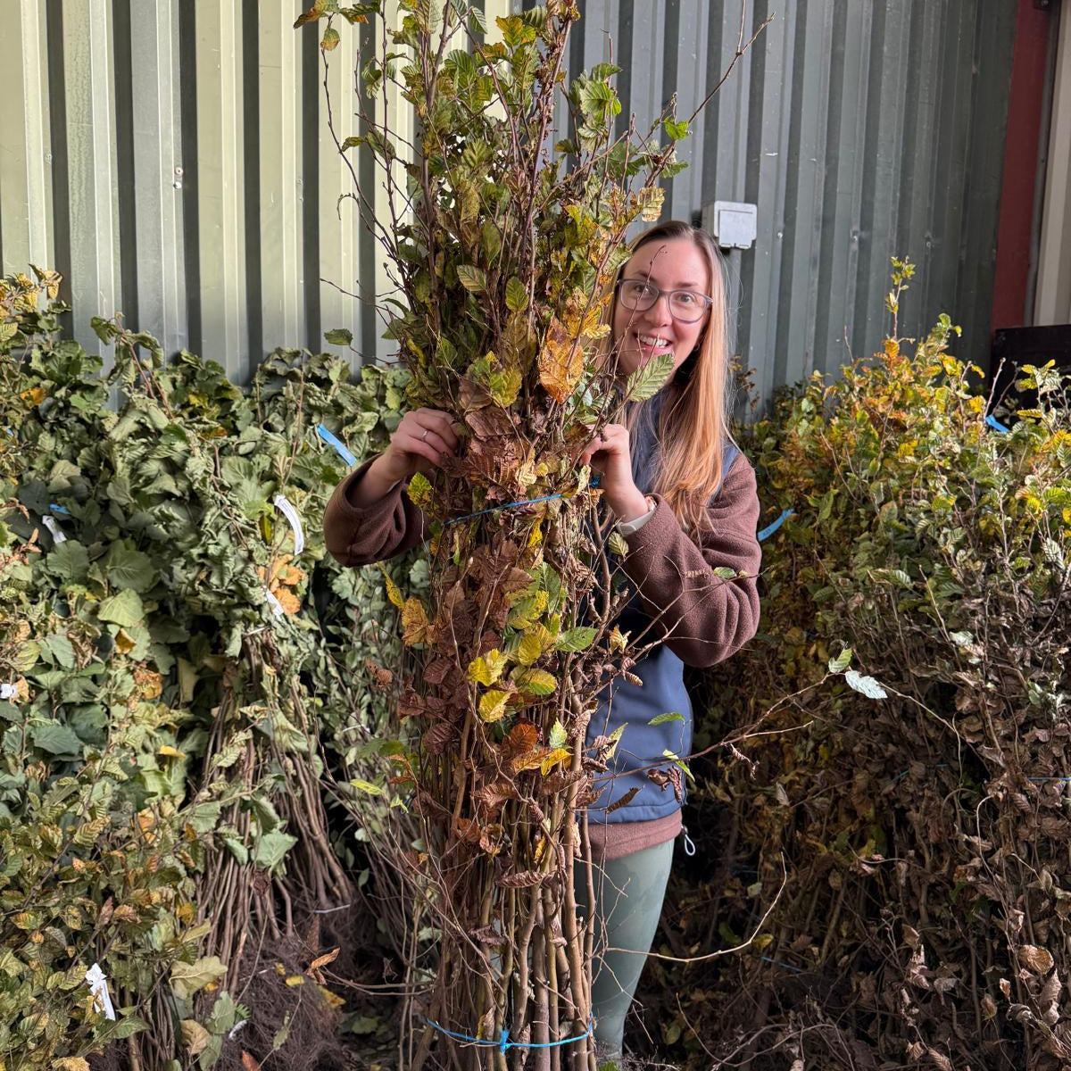 Big Deal Hornbeam Hedging 100/120cm Bare Root x 200 Delivery Jan/Feb ...