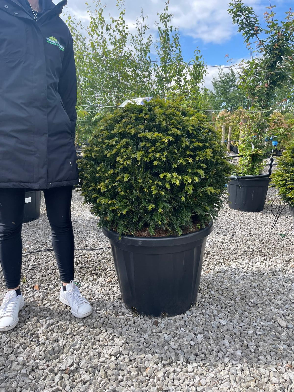 Yew Ball 80cm — Grasslands Nursery
