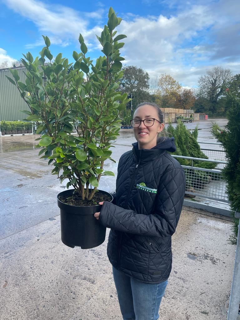 Griselinia Littoralis 7.50 Litre 90/100cm — Grasslands Nursery
