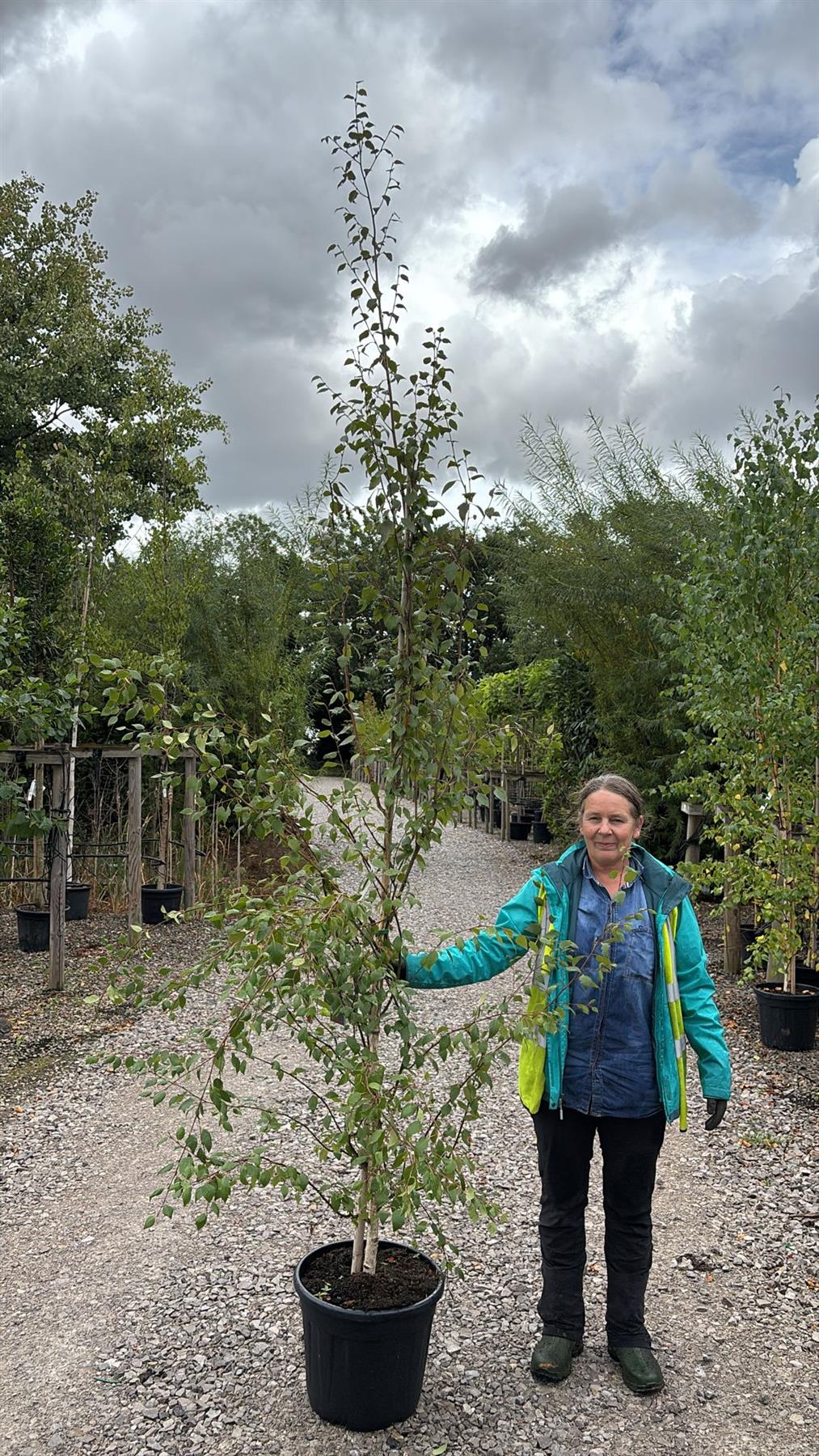 Betula Utilis Jacquemonti 30 Litre Pot — Grasslands Nursery