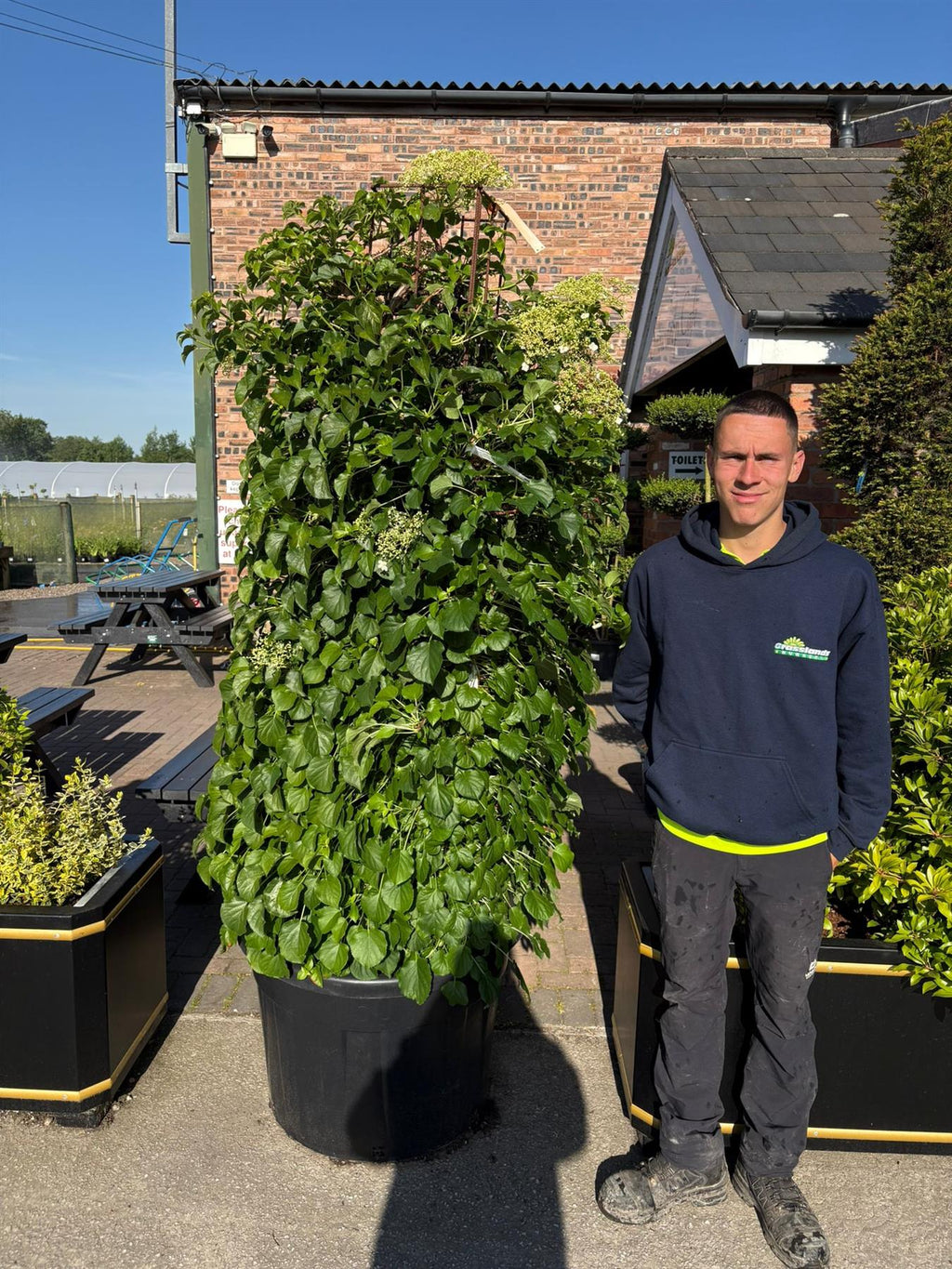 Specimen Plants, Trees & Shrubs — Grasslands Nursery