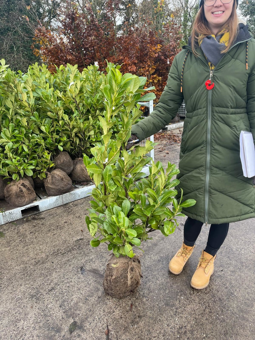 Pallet Deal Cherry Laurel 80/100cm Root Ball x 40 December Delivery ...