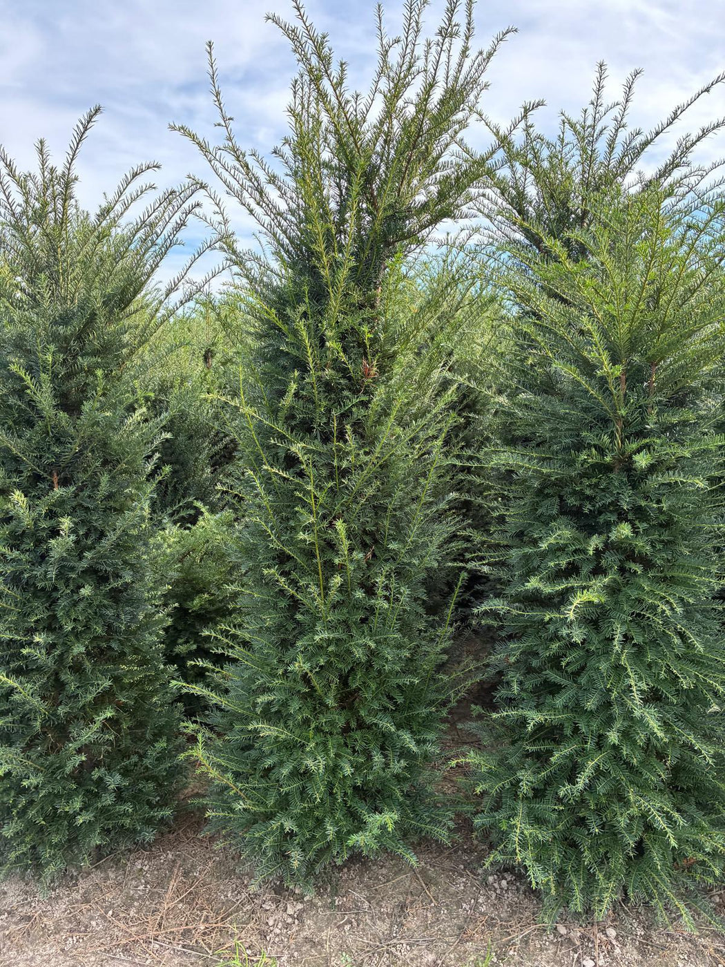 Big Deal Yew Hedging 150-175cm Root Ball x 20 Delivery November — Grasslands Nursery
