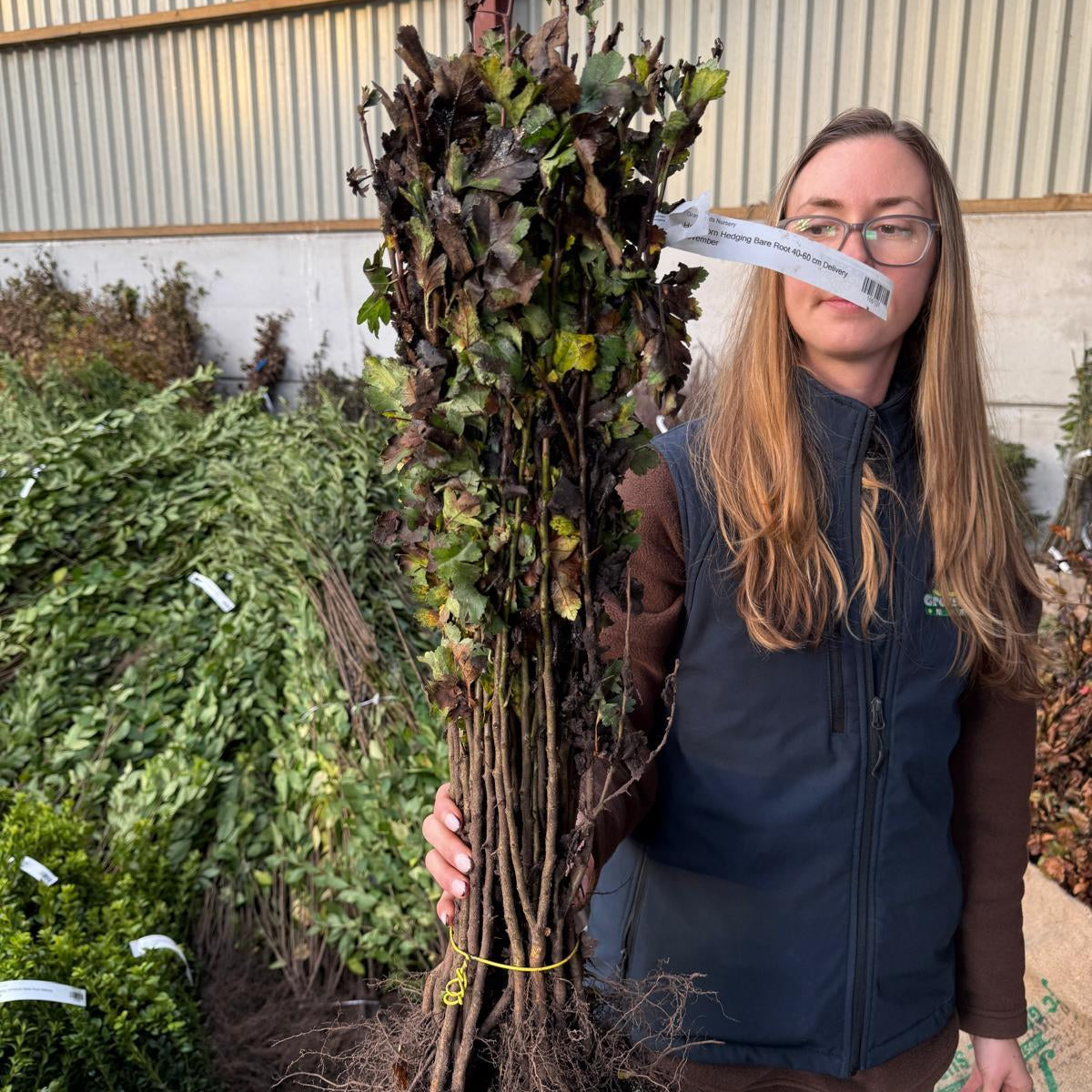 Hawthorn Hedging Bare Root 40-60 cm Delivery Jan/Feb — Grasslands Nursery