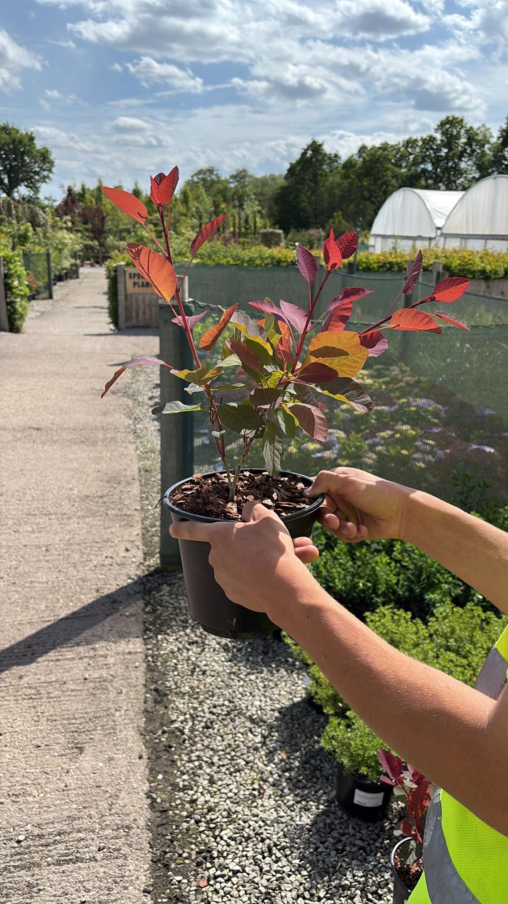 Cotinus coggygria Ruby Glow 3 Litre Pot — Grasslands Nursery