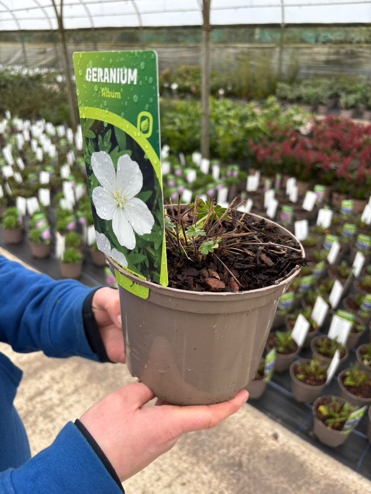 Geranium Sang. Album 2 Litre Pot — Grasslands Nursery