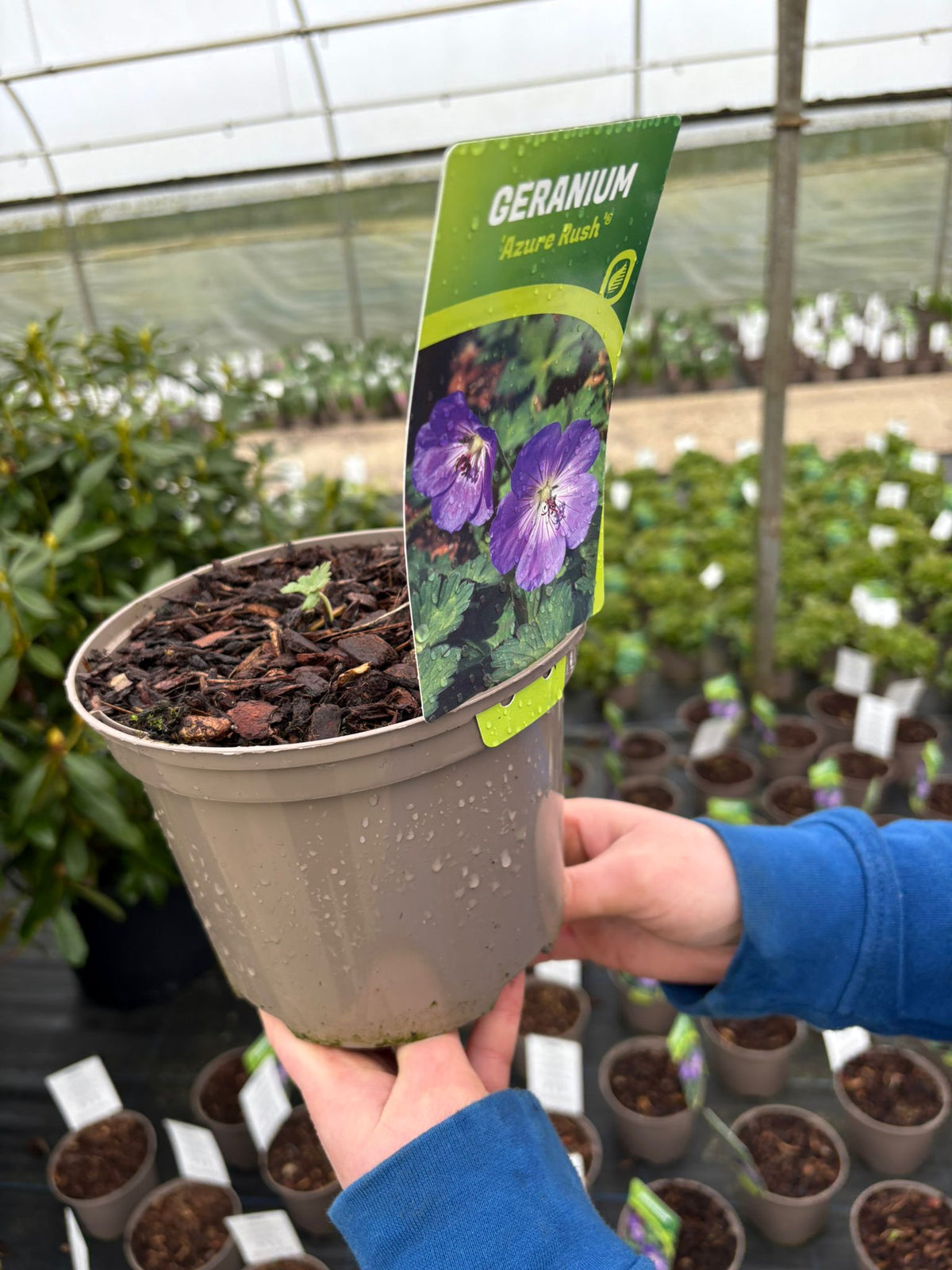 Geranium Azure Rush 2 Litre Pot — Grasslands Nursery