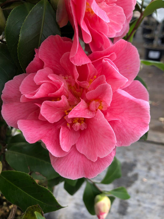 Camellia Japonica Marie Bracey 7 Litre Pot — Grasslands Nursery