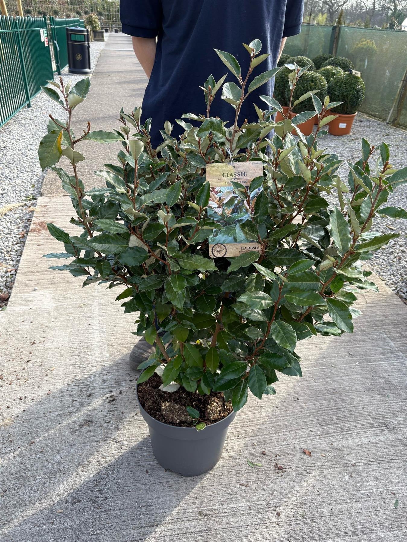 Elaeagnus x ebb. Compacta 12 Litre Pot 80/100cm — Grasslands Nursery