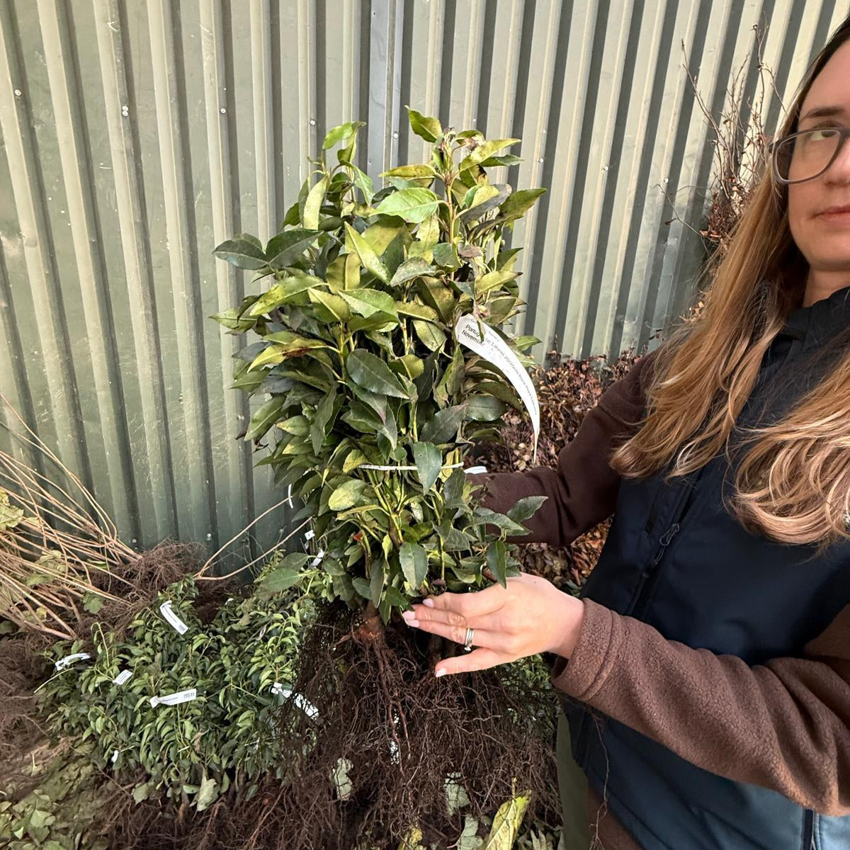 Portuguese Laurel 20/25cm Bare Root Delivery Jan/Feb — Grasslands Nursery