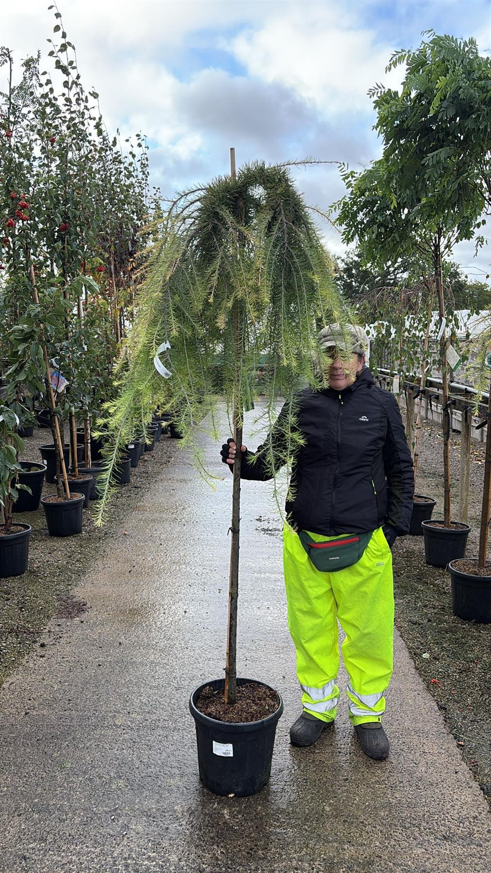 Larix ka. Stiff Weeper 20 Litre Full Standard 180cm Stem — Grasslands ...