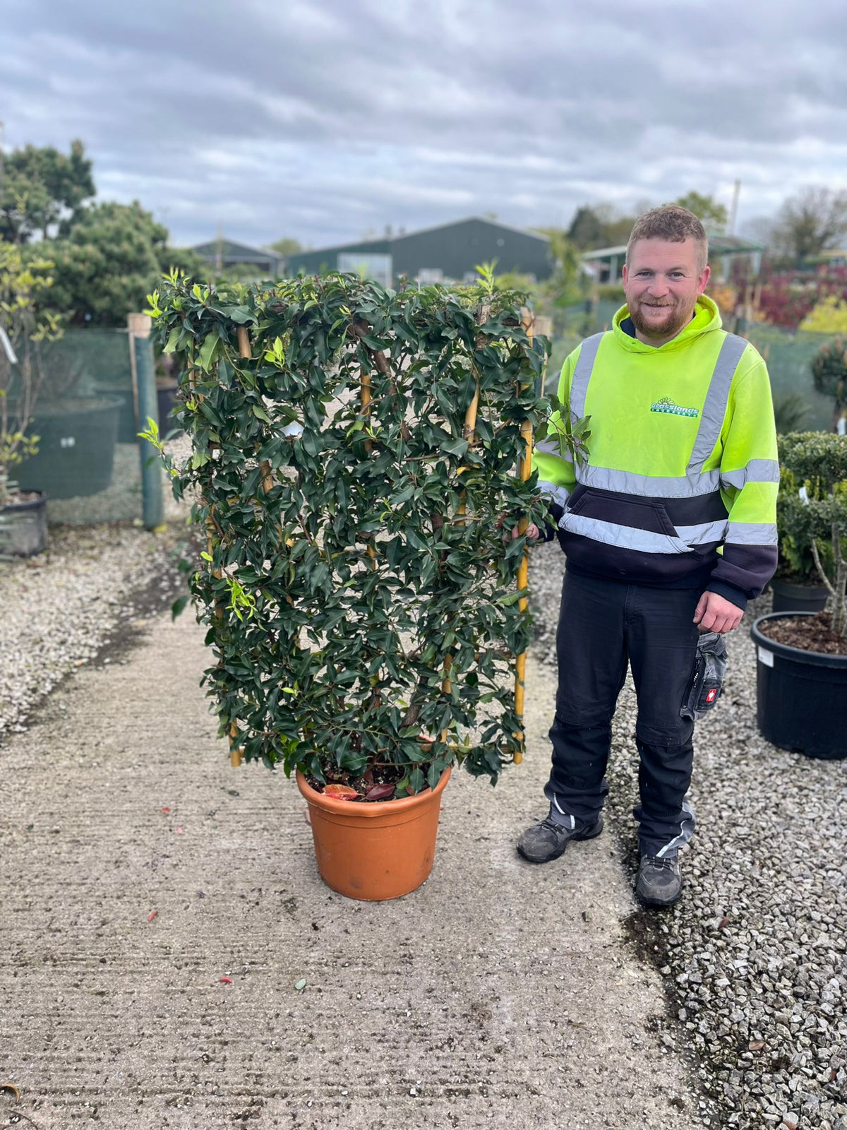 Prunus Lusitanica Brenelia Pleached Wall Frame 120 x 80cm — Grasslands ...