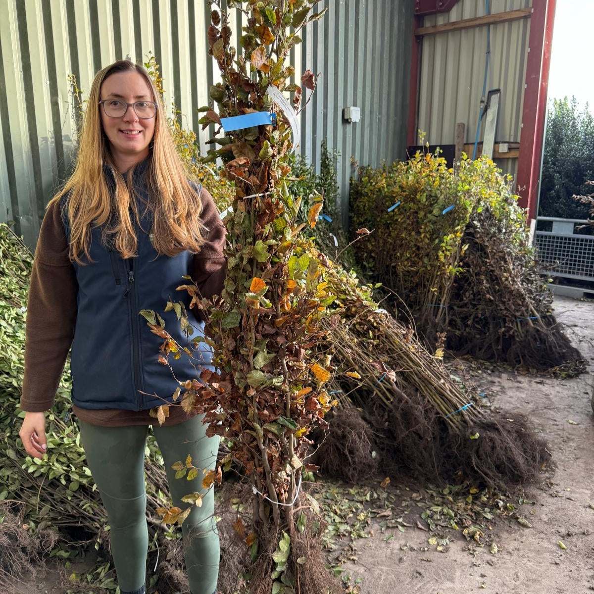 Big Deal Beech Hedging Green 100-120cm Bare Root x 200 Delivery Jan/Fe ...